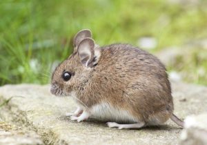 Find good and cute mouse names - for male and female
